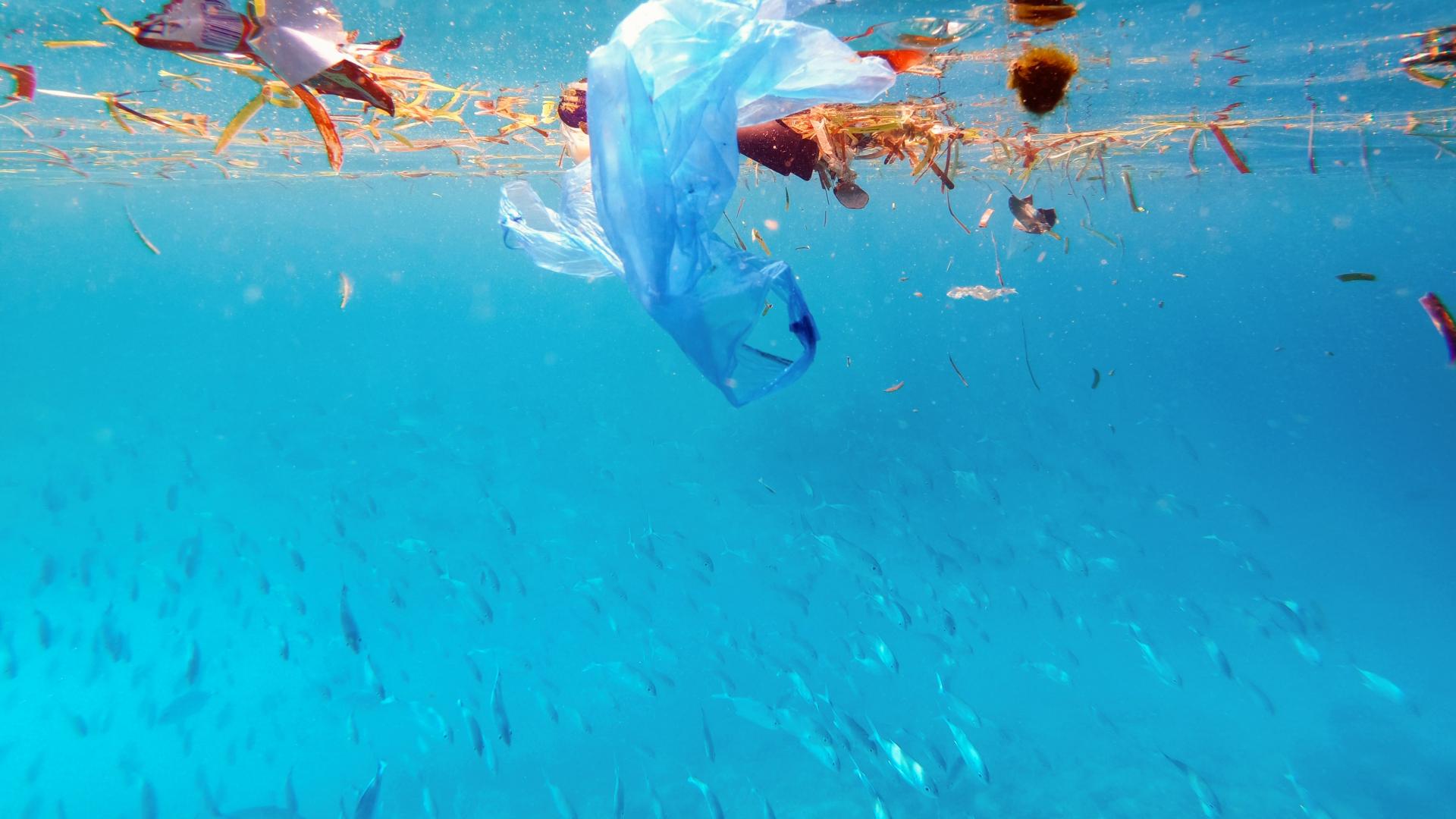 Sauvons La Nature De La Pollution Plastique Wwf France